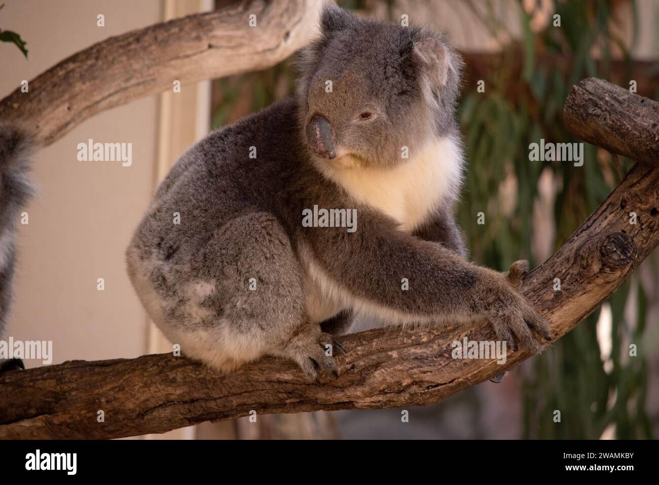the Koala has a large round head, big furry ears and big black nose ...