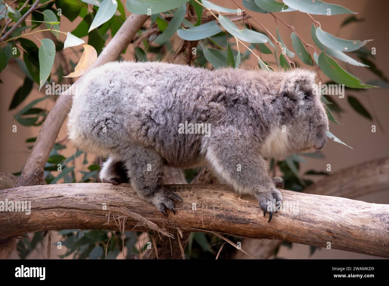 the Koala has a large round head, big furry ears and big black nose ...
