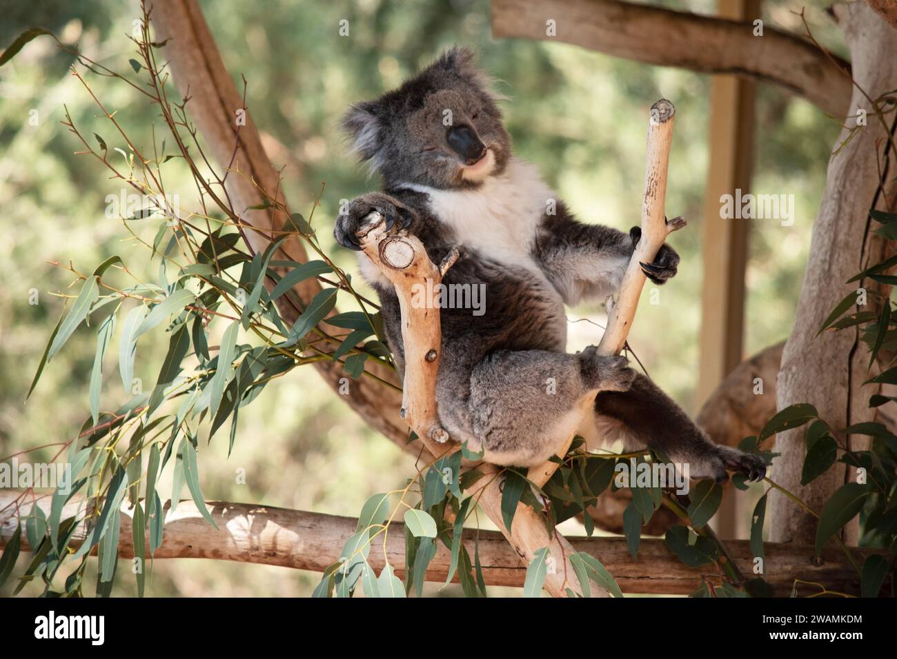 the Koala has a large round head, big furry ears and big black nose ...
