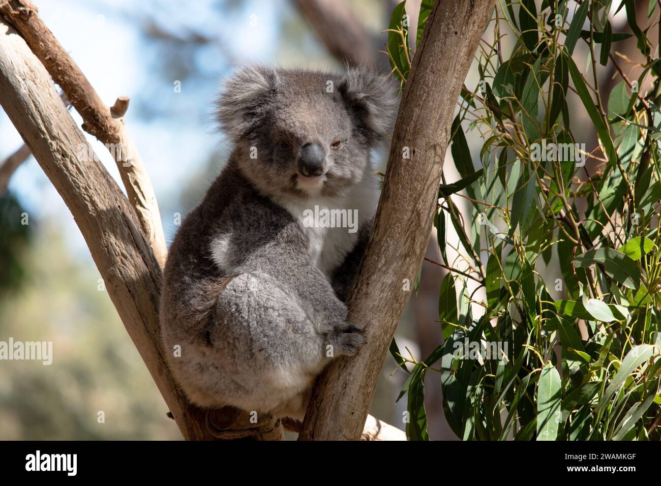 the Koala has a large round head, big furry ears and big black nose ...