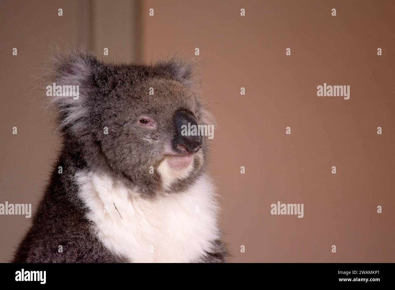 the Koala has a large round head, big furry ears and big black nose ...