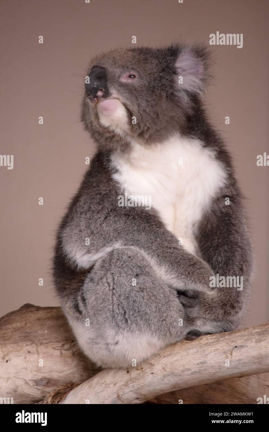 the Koala has a large round head, big furry ears and big black nose ...
