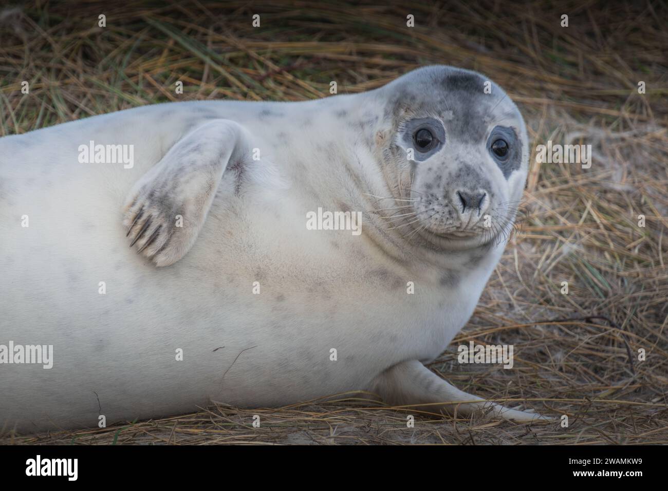 Young wild fur seal hi-res stock photography and images - Alamy