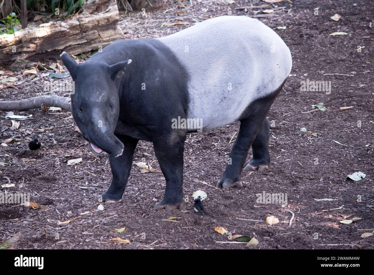 the front and black or the Malaysian tapir are black and the ...