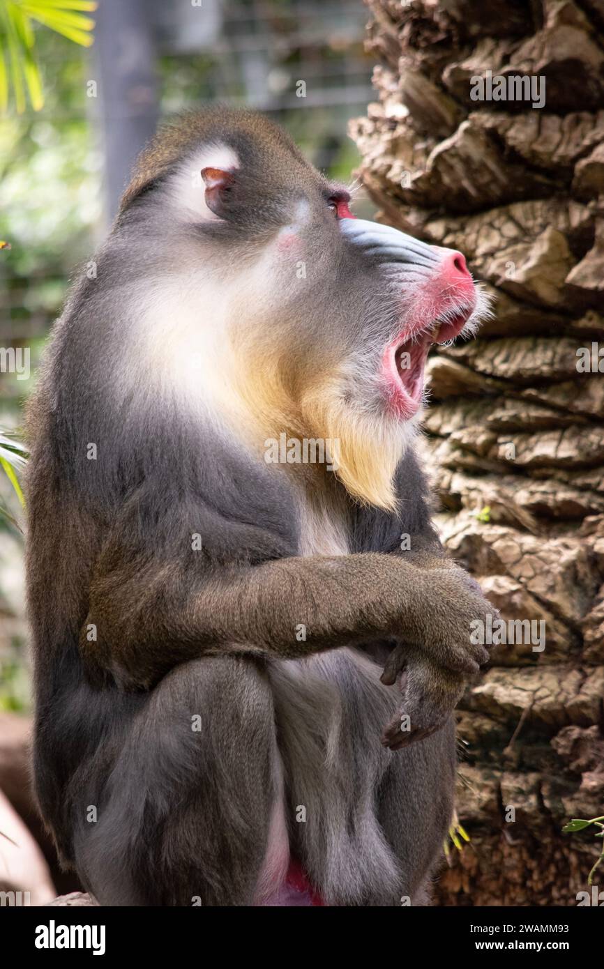 the mandrill has thick ridges along the nose that are purple and blue ...