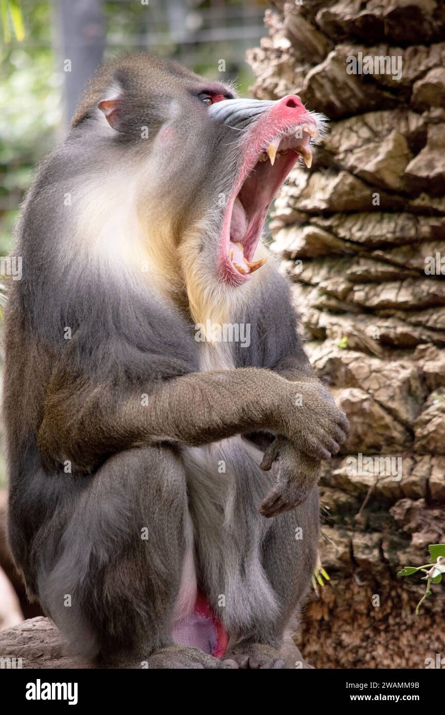 the mandrill has thick ridges along the nose that are purple and blue ...