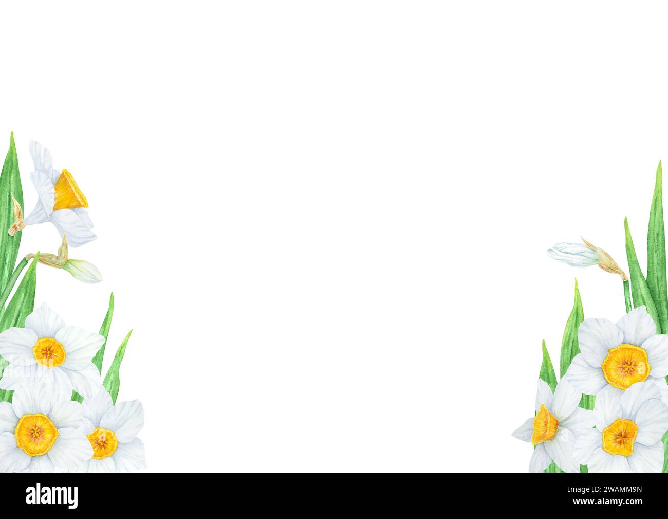 Narcissus, watercolor illustration of daffodils. Hand drawn watercolor ...