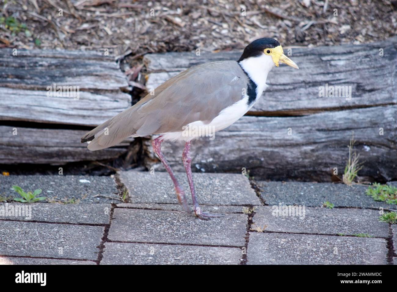 Birds with wattles hi-res stock photography and images - Alamy