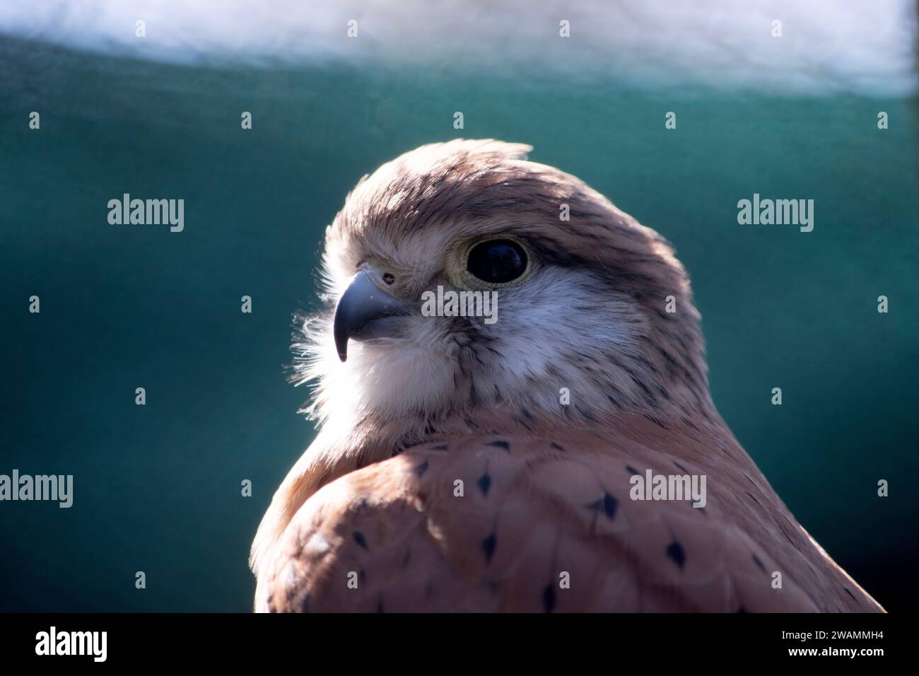 Mostly dark plumage hi-res stock photography and images - Alamy