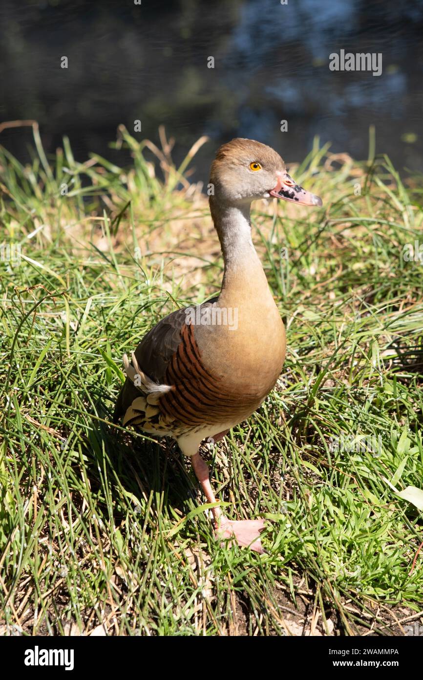 The plumed whistling duck's face and fore-neck are light, the crown and ...
