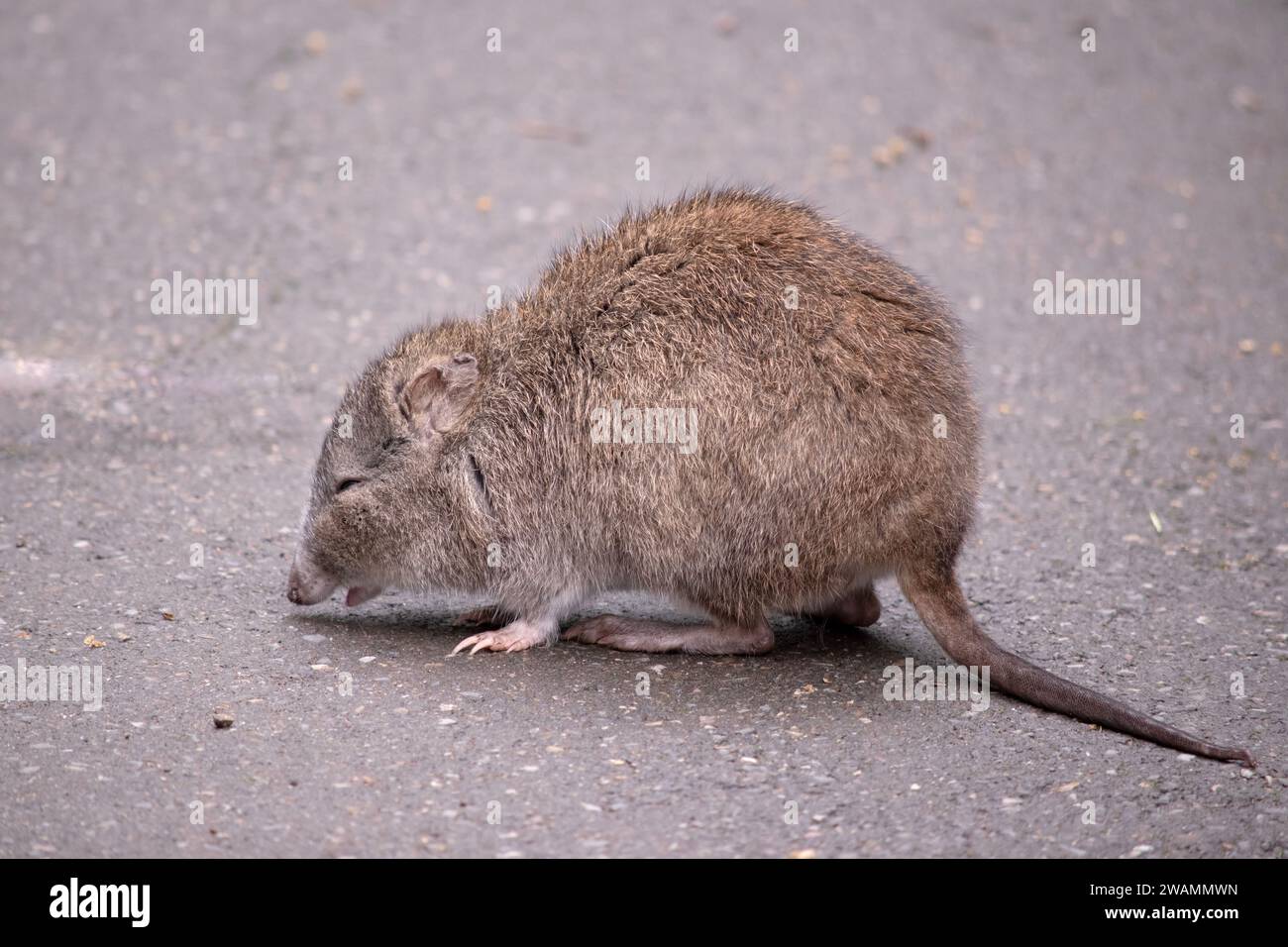 Long-nosed Potoroos have a long nose that tapers with a small patch of ...