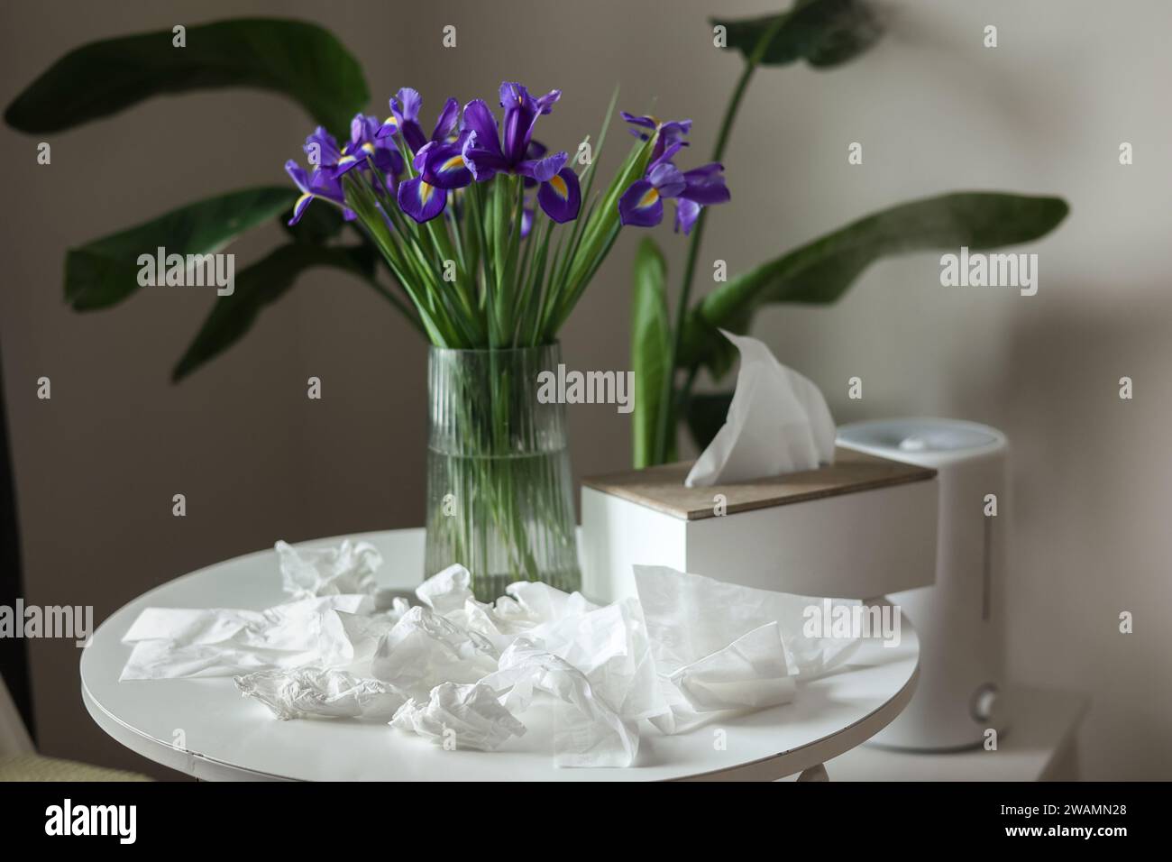 Seasonal allergy rhinitis to flowers. Bouquet of purple iris flowers in ...