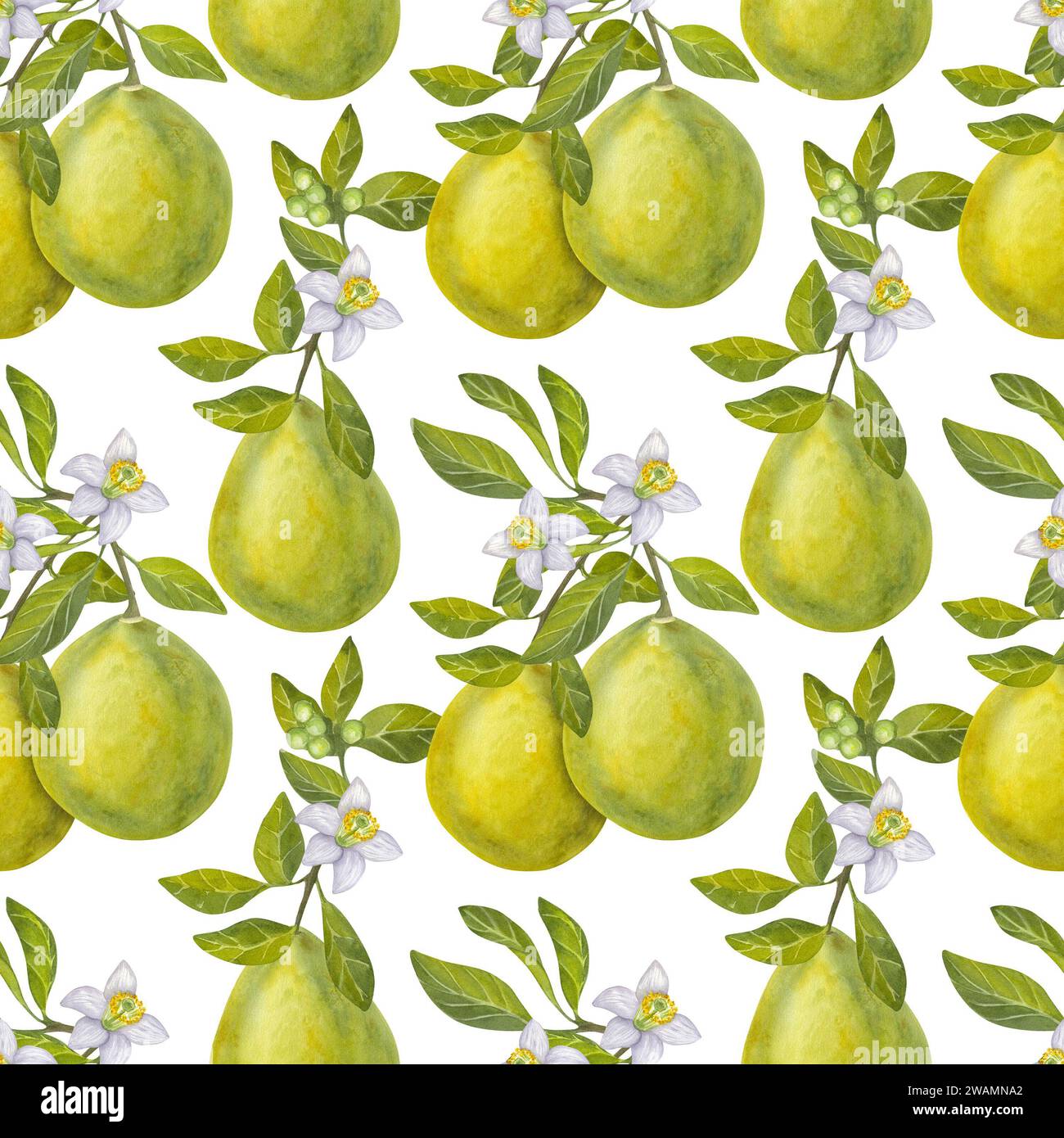 Watercolor citrus pattern hi-res stock photography and images - Alamy
