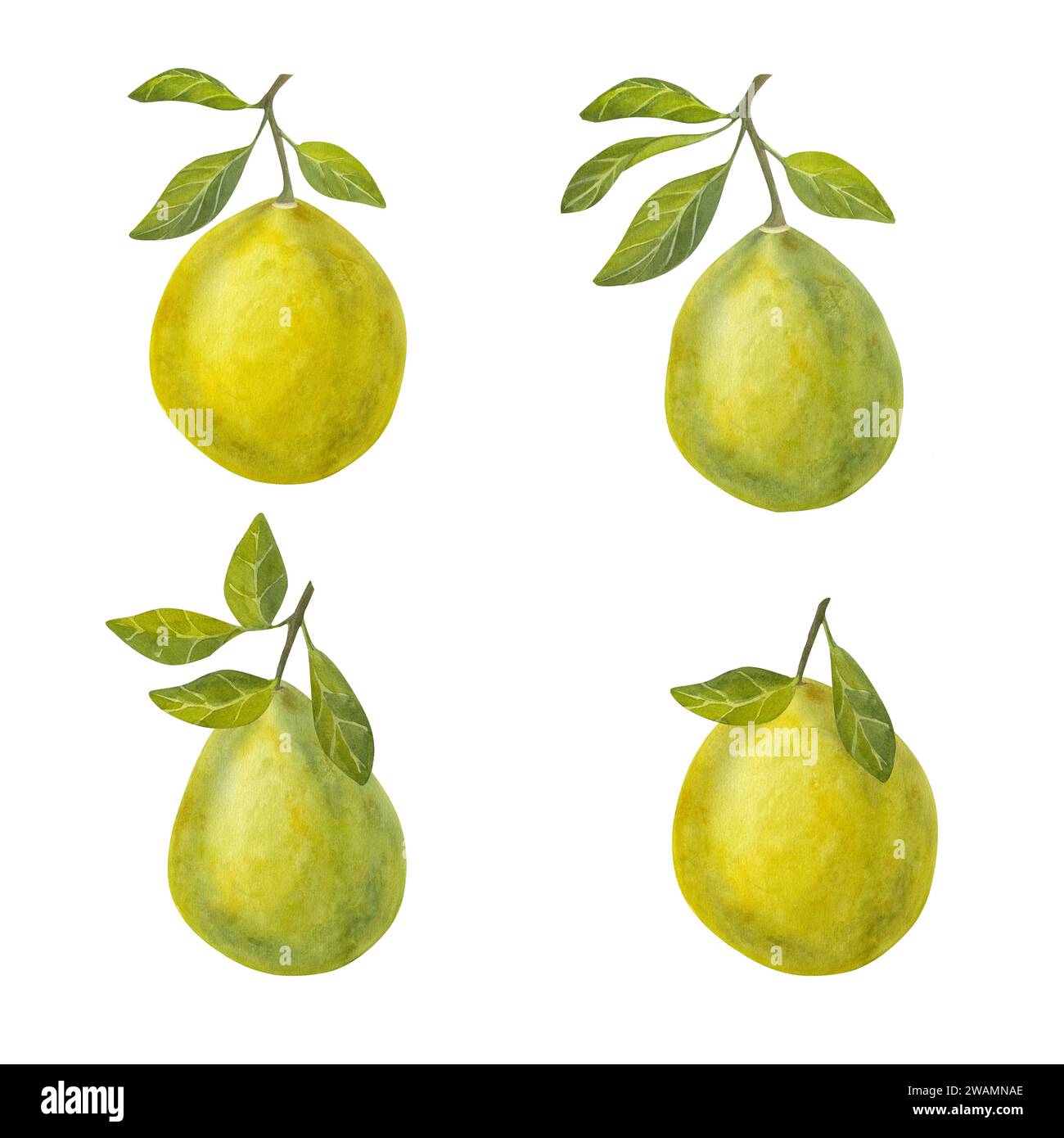 Pomelo citrus set. Fresh yellow green fruit. Thick peel and juicy pulp ...