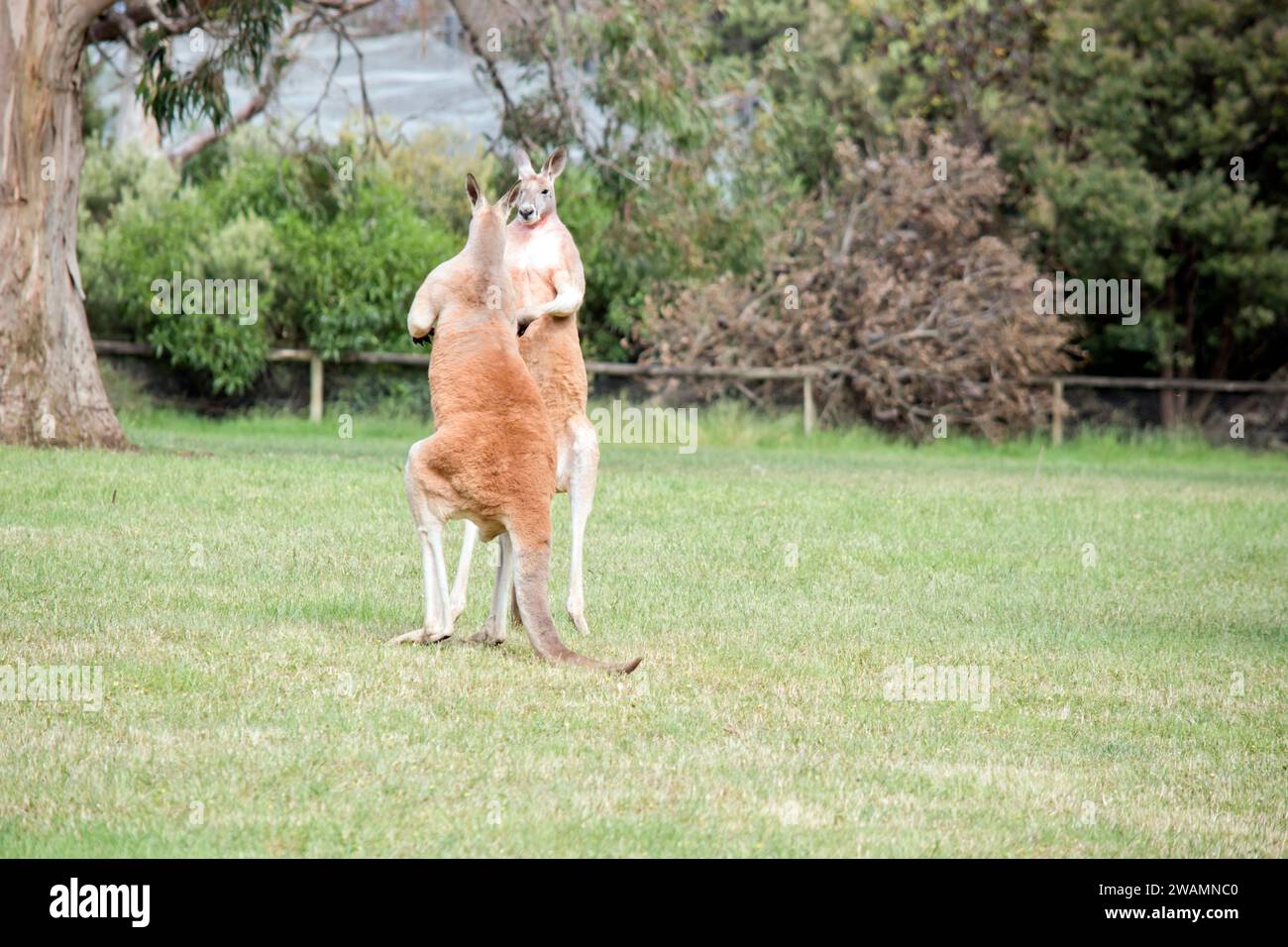 the two male kangaroos are fighting over who will end up mating with ...