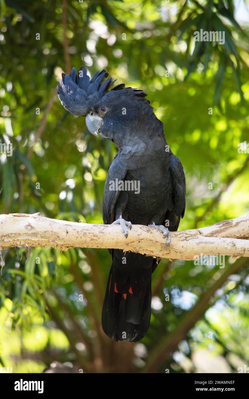 Male Red-tailed Black Cockatoos are black with two vibrant red stripes ...