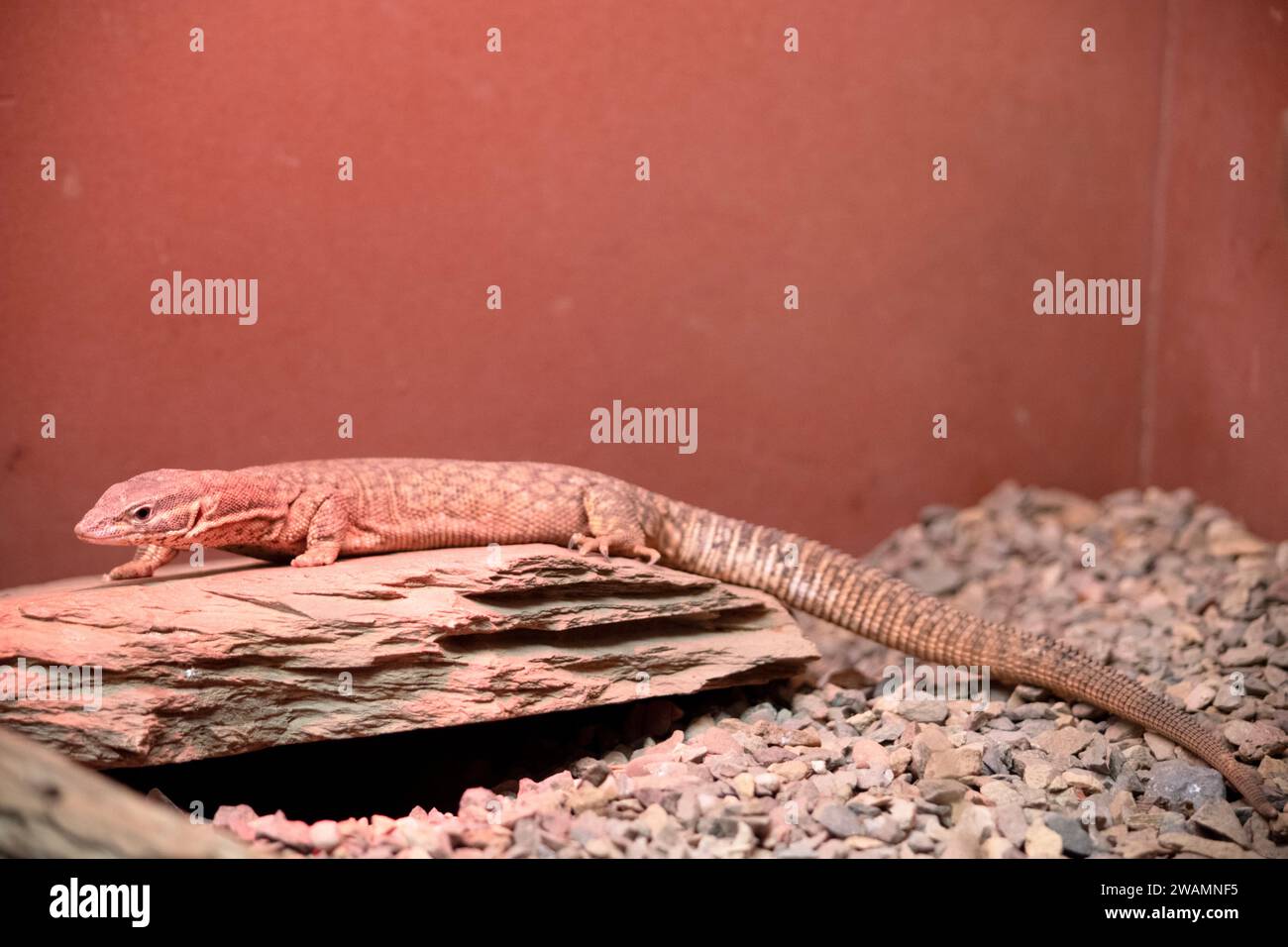 The Ridge-tailed Monitor, also called a Spiny Tailed Monitor is an ...