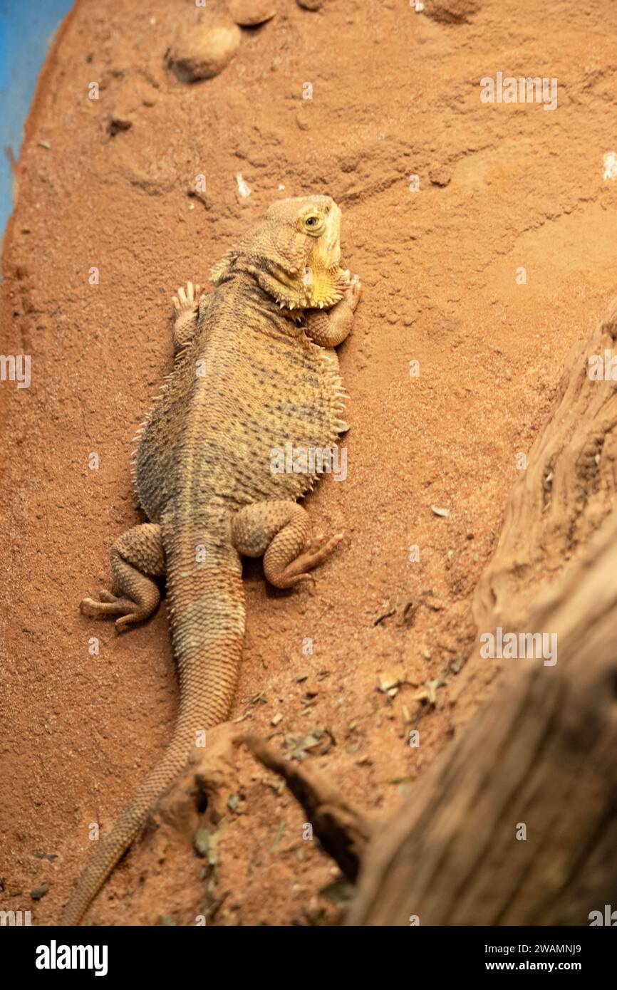 They have a broad, triangular head, round bodies, stout legs, and ...