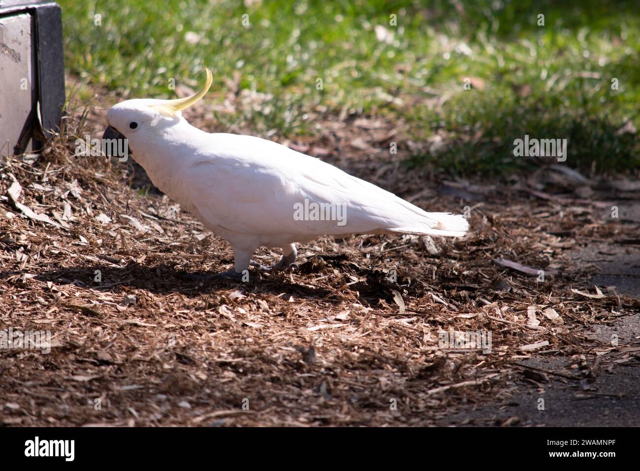 The sulphur crested cockatoo is a white bird with a yellow crest and ...