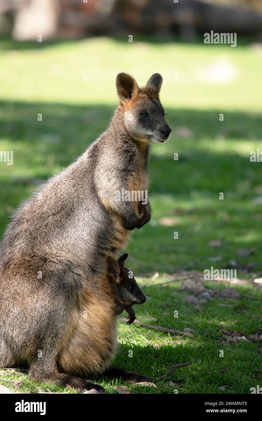 The swamp wallaby has dark brown fur, often with lighter rusty patches ...