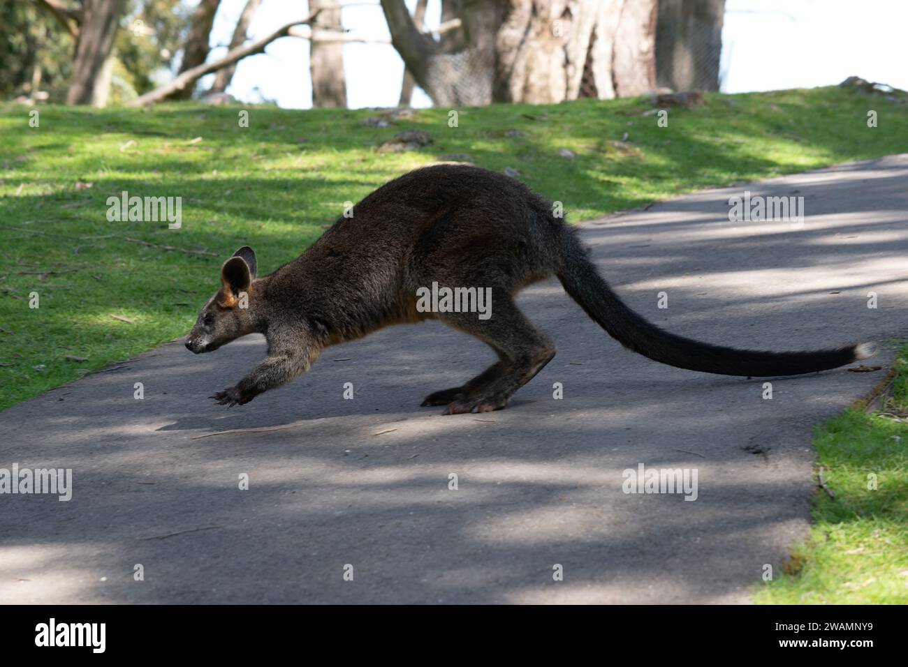 The swamp wallaby has dark brown fur, often with lighter rusty patches ...