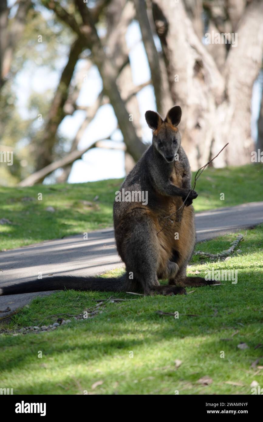 The swamp wallaby has dark brown fur, often with lighter rusty patches ...