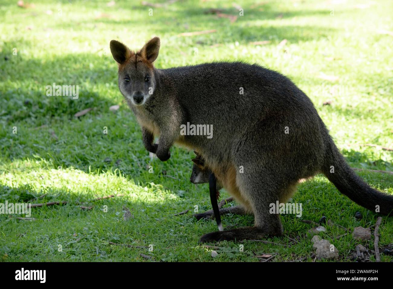 the swamp wallaby has a joey in her pouch Stock Photo - Alamy