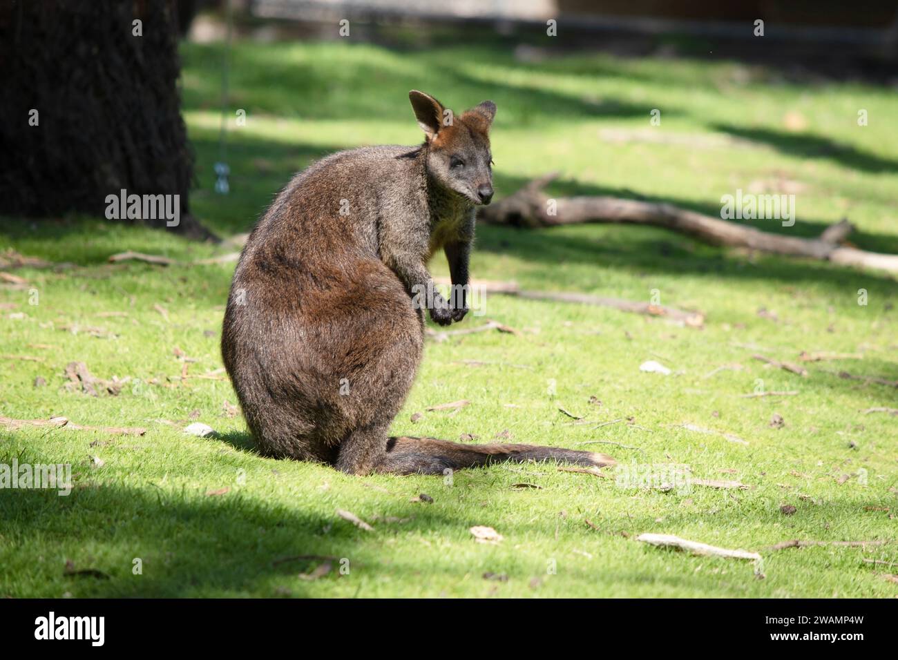 The swamp wallaby has dark brown fur, often with lighter rusty patches ...