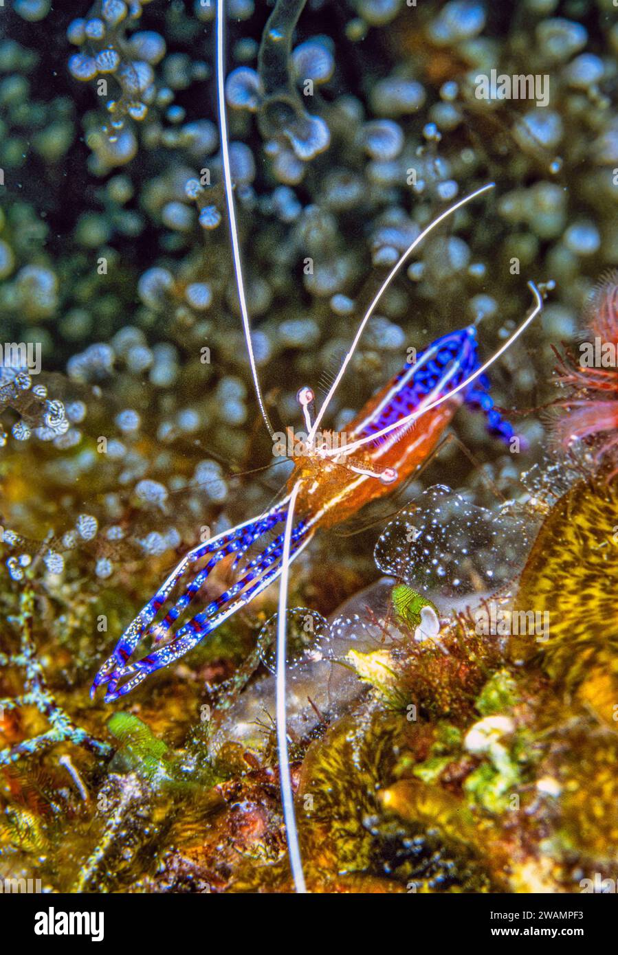 Ancylomenes pedersoni, sometimes known as Pederson's shrimp, is a ...
