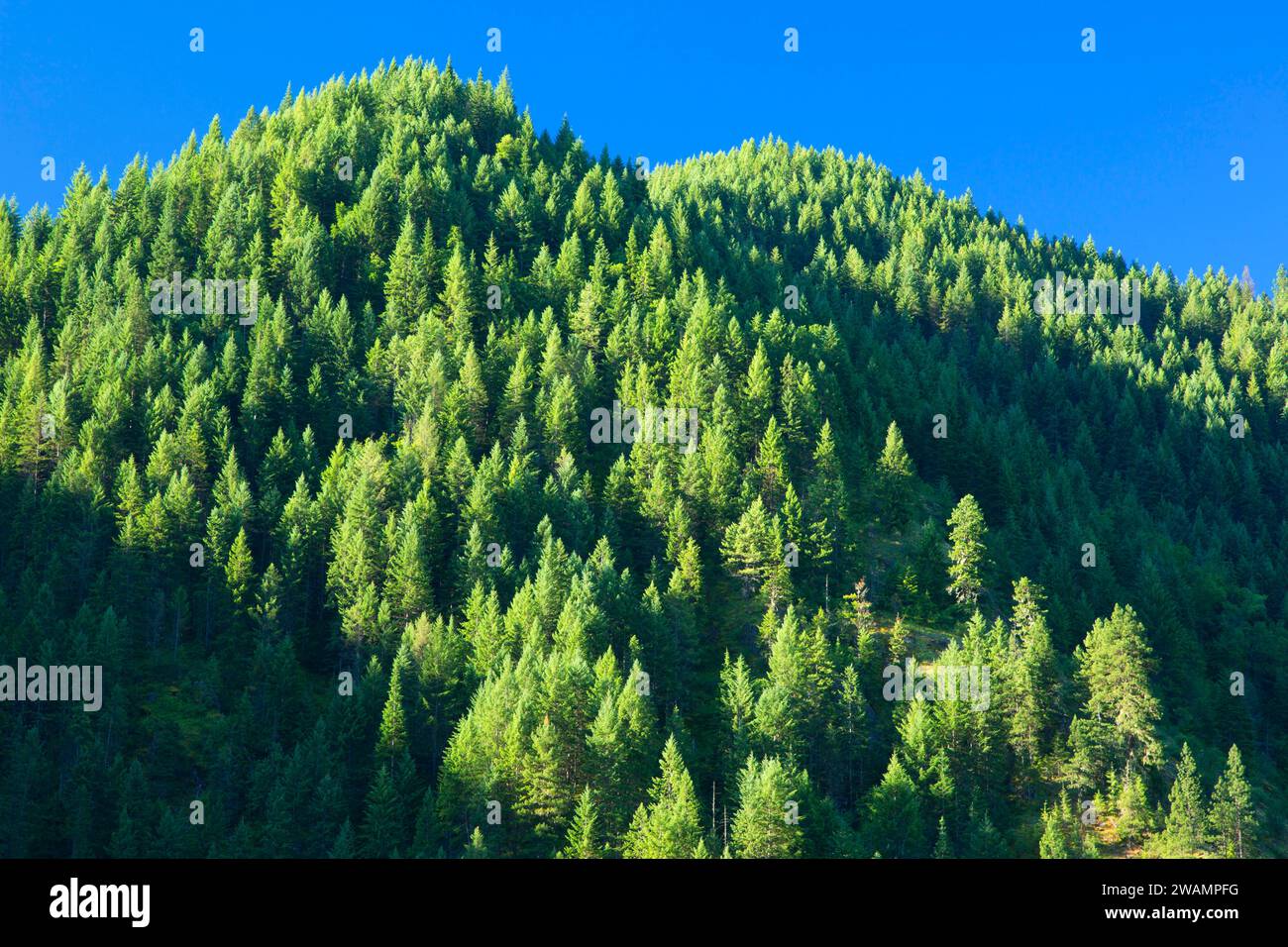 Forest slope from Lochsa River Trail, Lochsa Wild and Scenic River ...