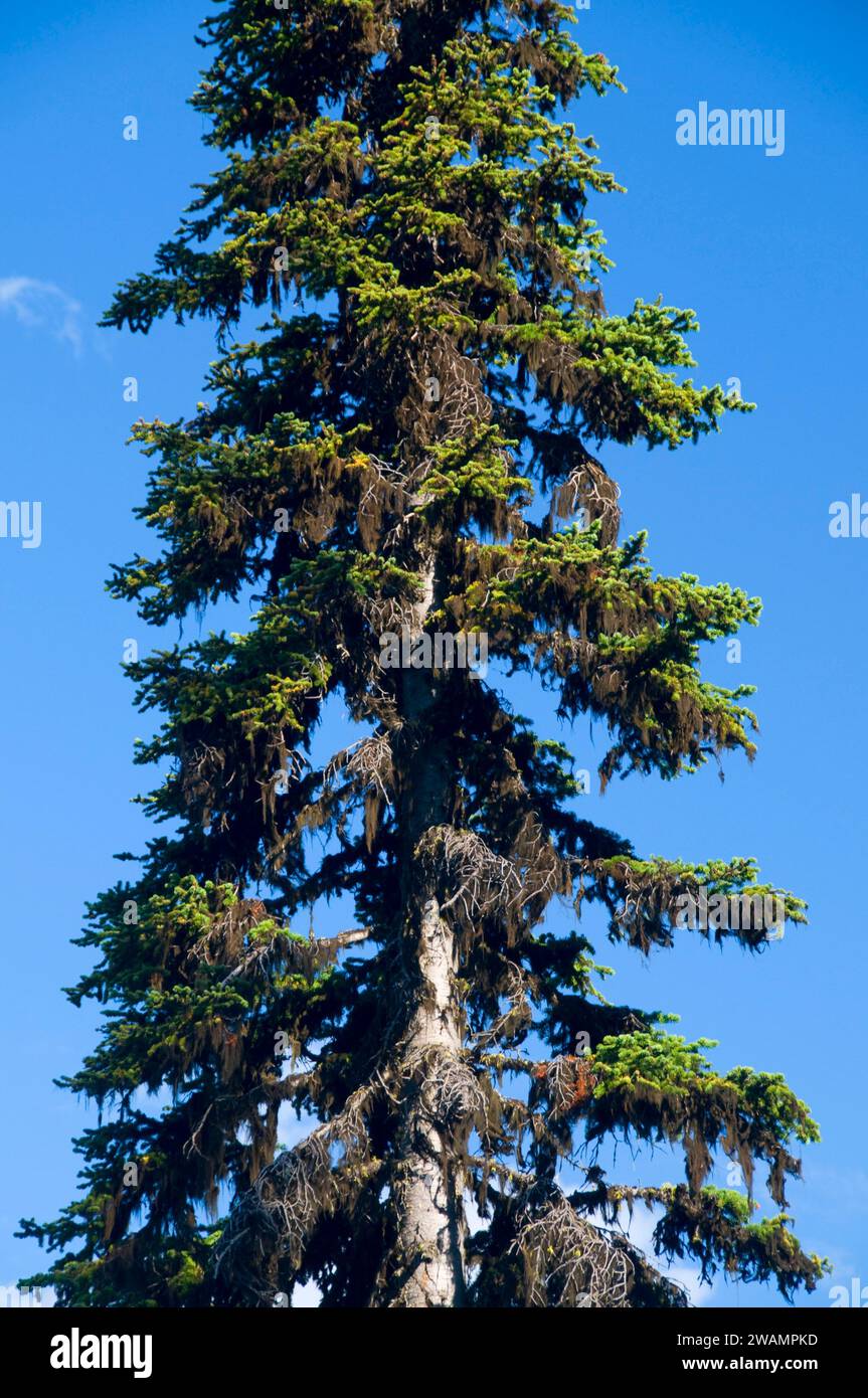 Forest spruce, Selway-Bitterroot Wilderness, Nez Perce National Forest ...