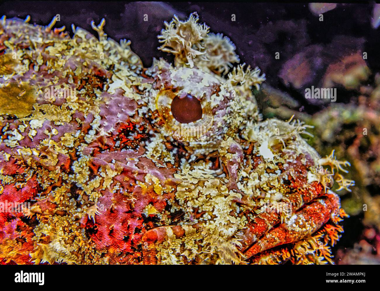 Scorpaenidae also known as scorpionfish are a family of mostly marine ...