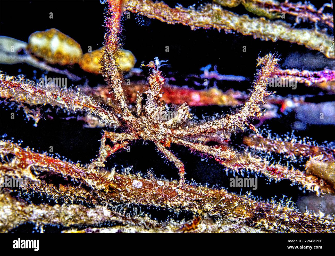 Neck crab hi-res stock photography and images - Alamy