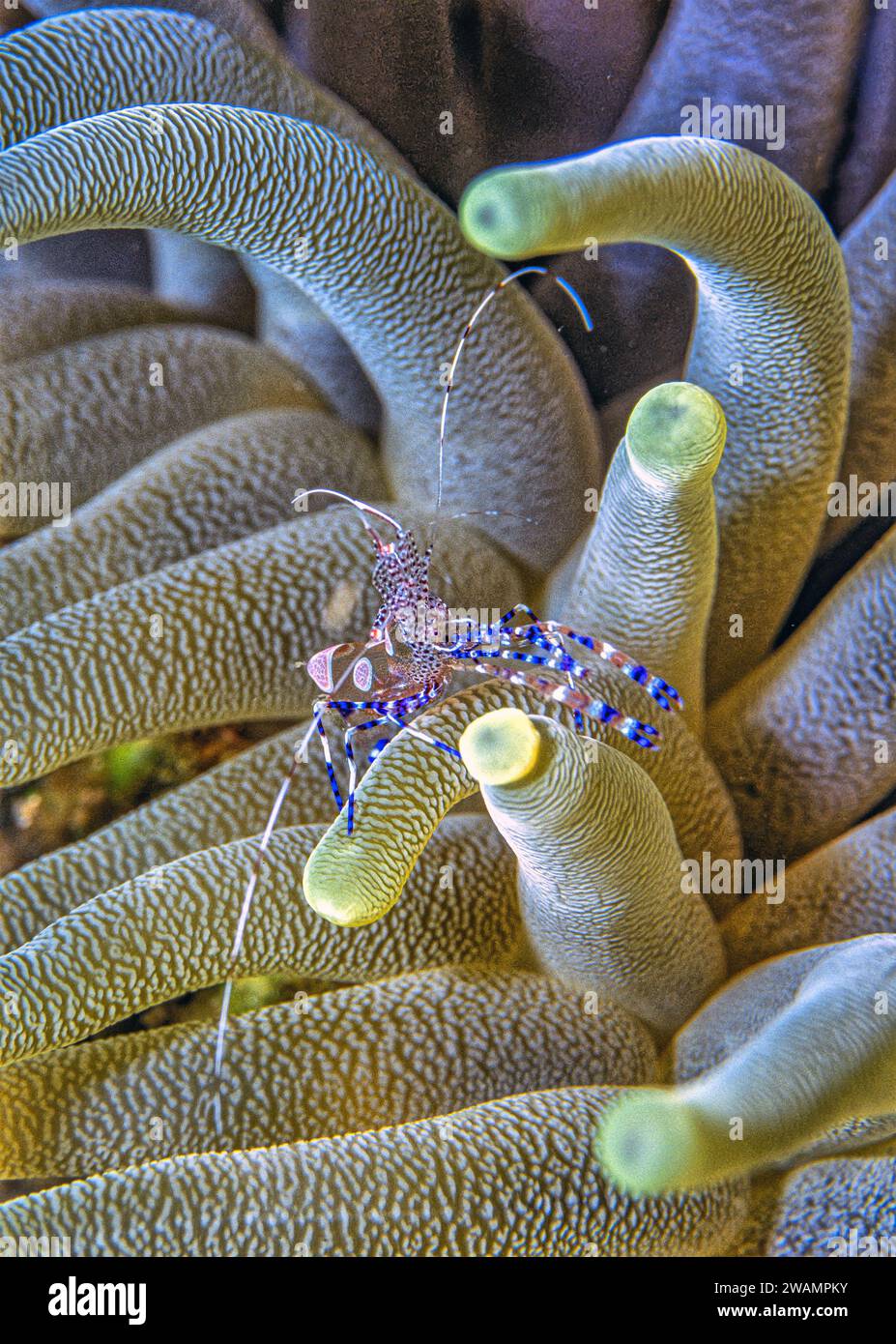 spotted cleaner shrimp ,Periclimenes yucatanicus, is a kind of cleaner ...