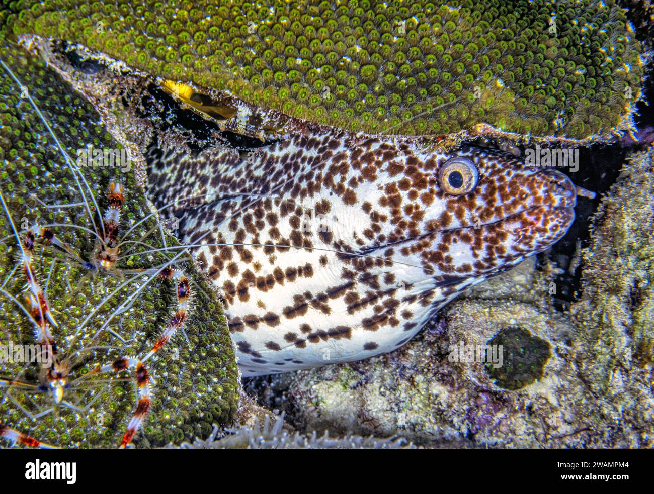 Spotted moray ,Gymnothorax moringa is a medium to large moray eel Stock ...