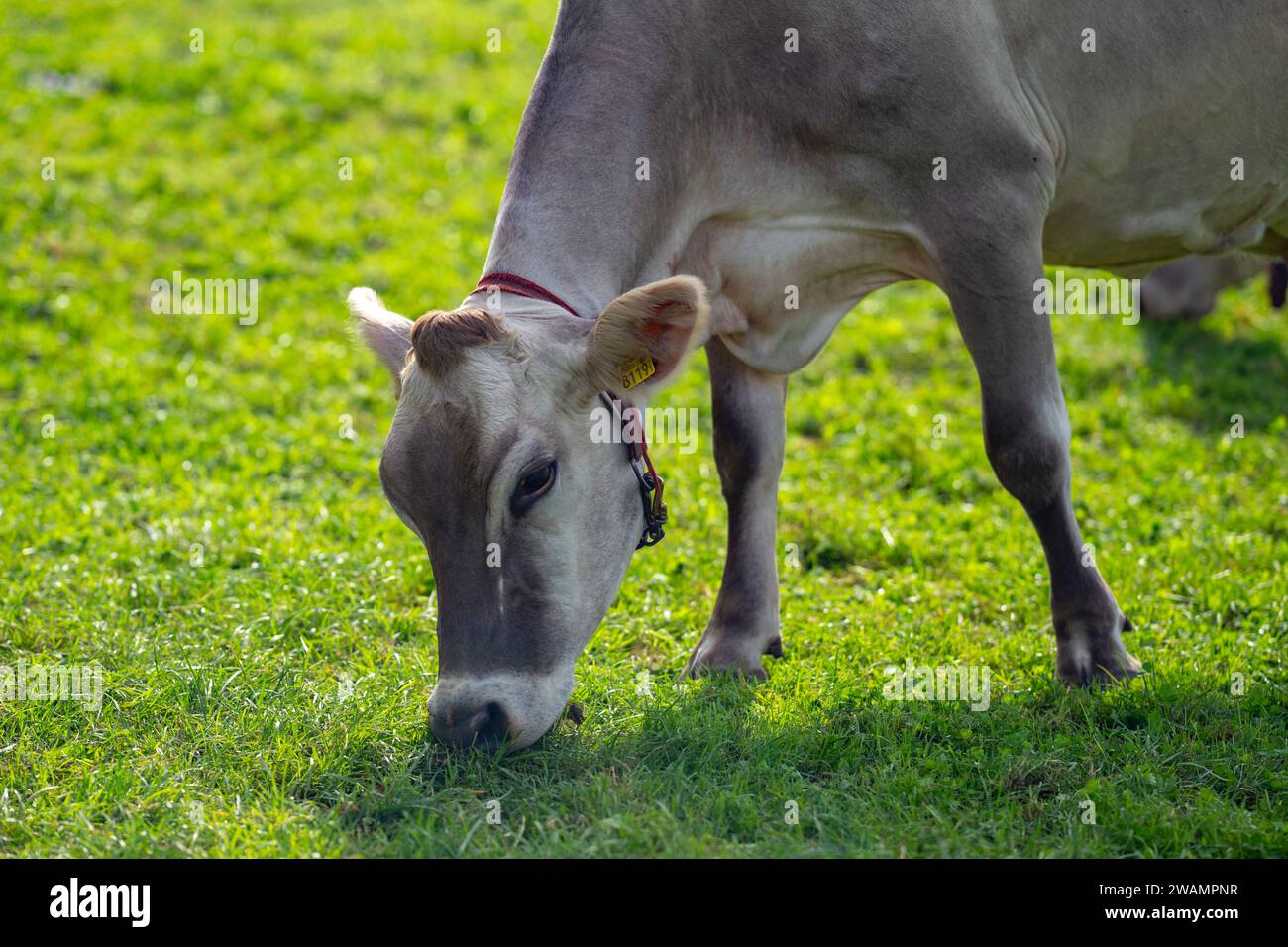Cow on lawn. Cow grazing on green meadow. Holstein cow. Eco farming ...