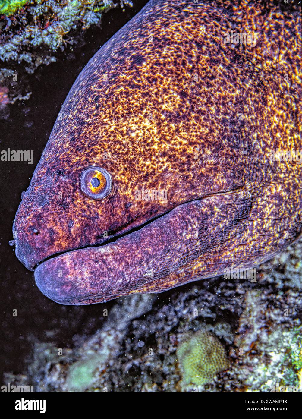 Spotted moray ,Gymnothorax moringa is a medium to large moray eel Stock ...