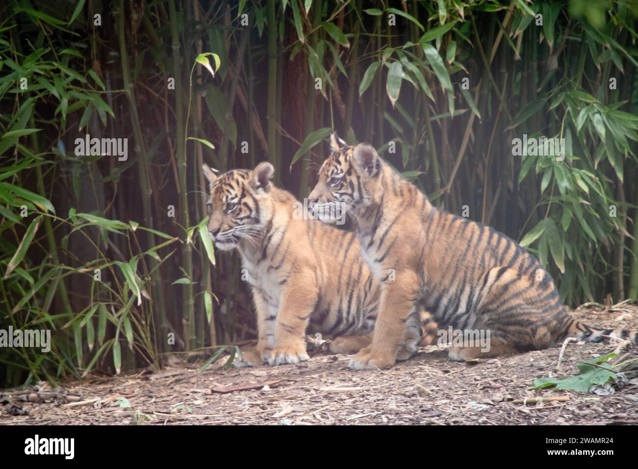 Tiger cubs are born small, blind, and weak. They're born with all their ...