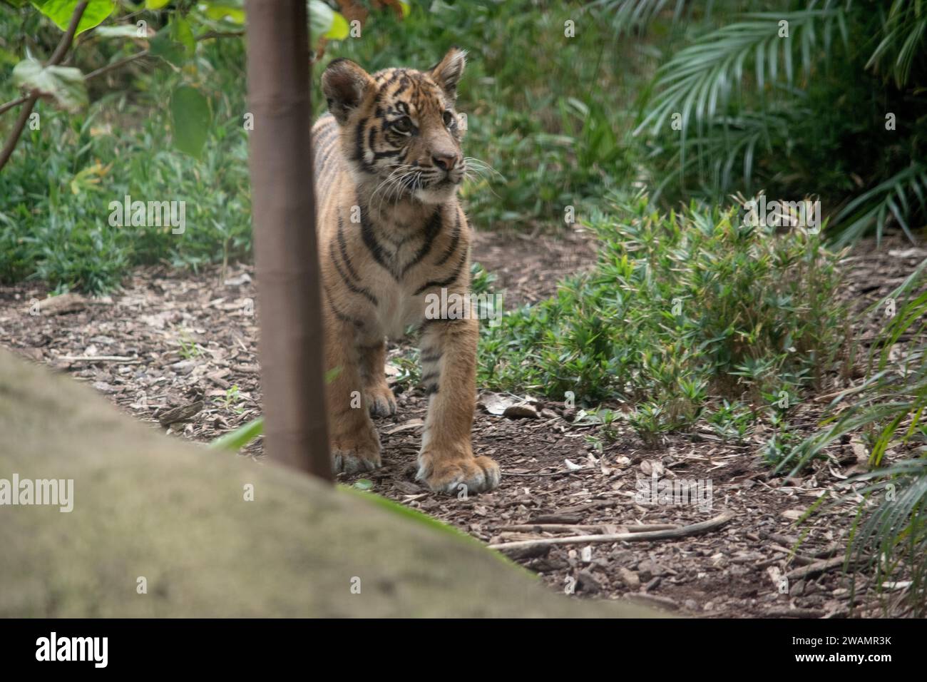 At four months of age tiger cubs are about the size of a medium-sized ...