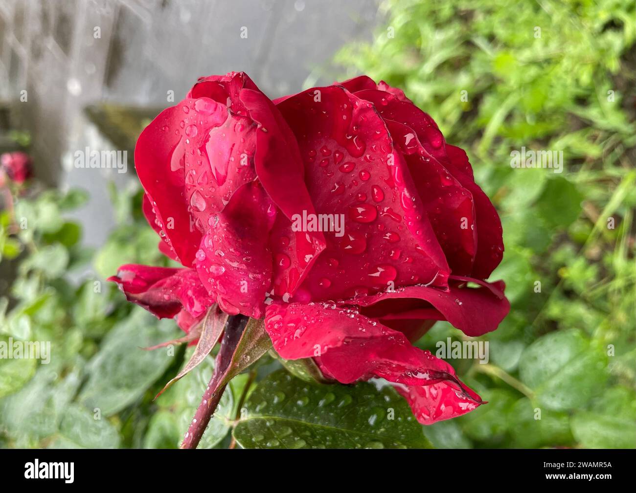 A vibrant red rose in a lush, green garden is covered in sparkling ...