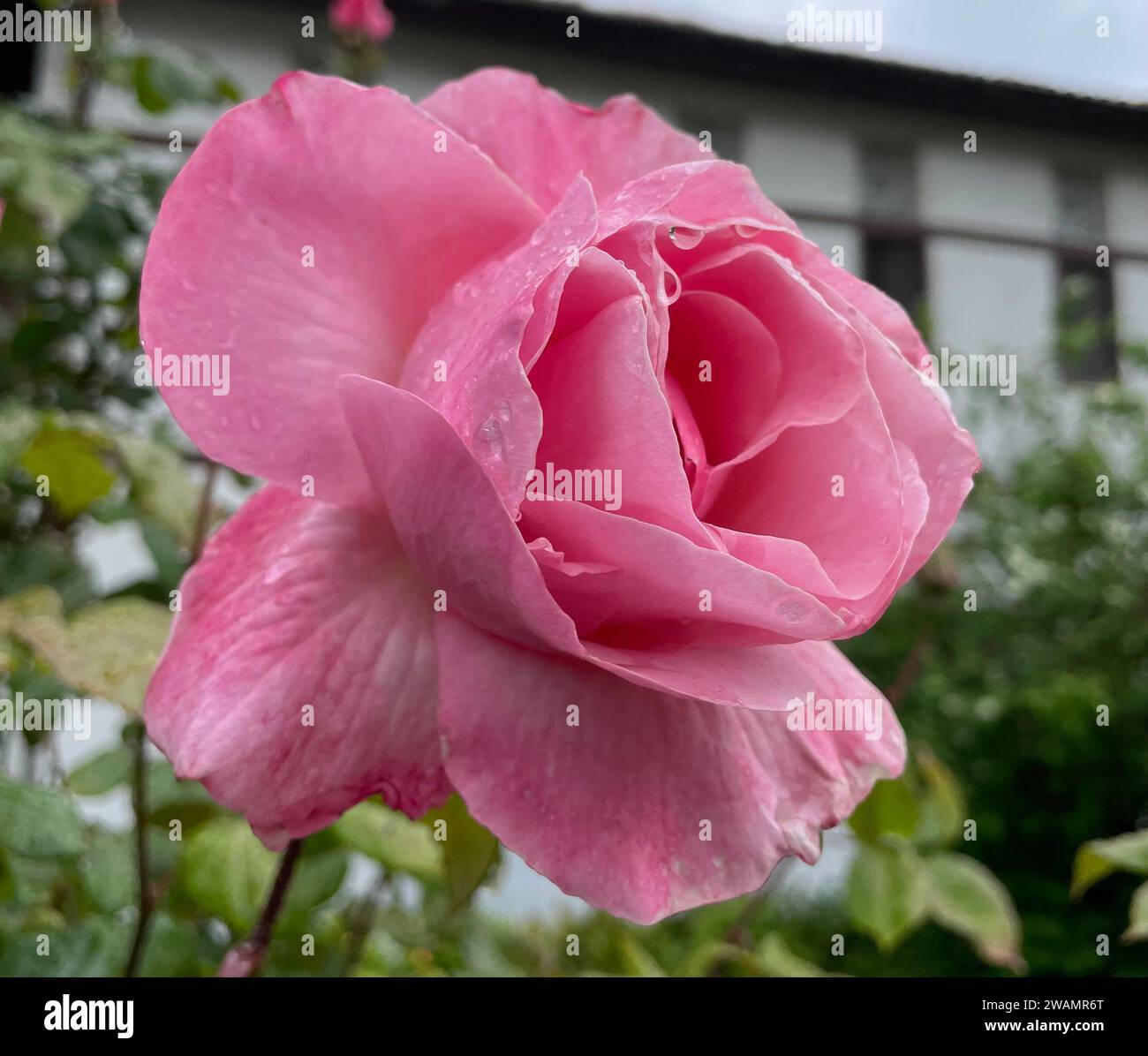 A beautiful rose blooming in front of a stunning architectural ...