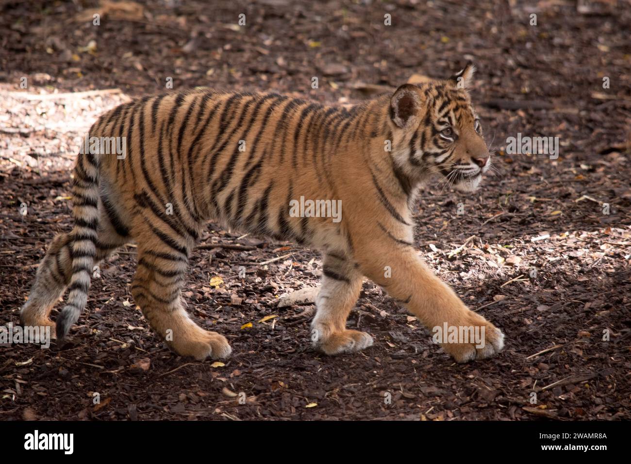 Tiger cubs are born small, blind, and weak. Tiger cubs are born with ...