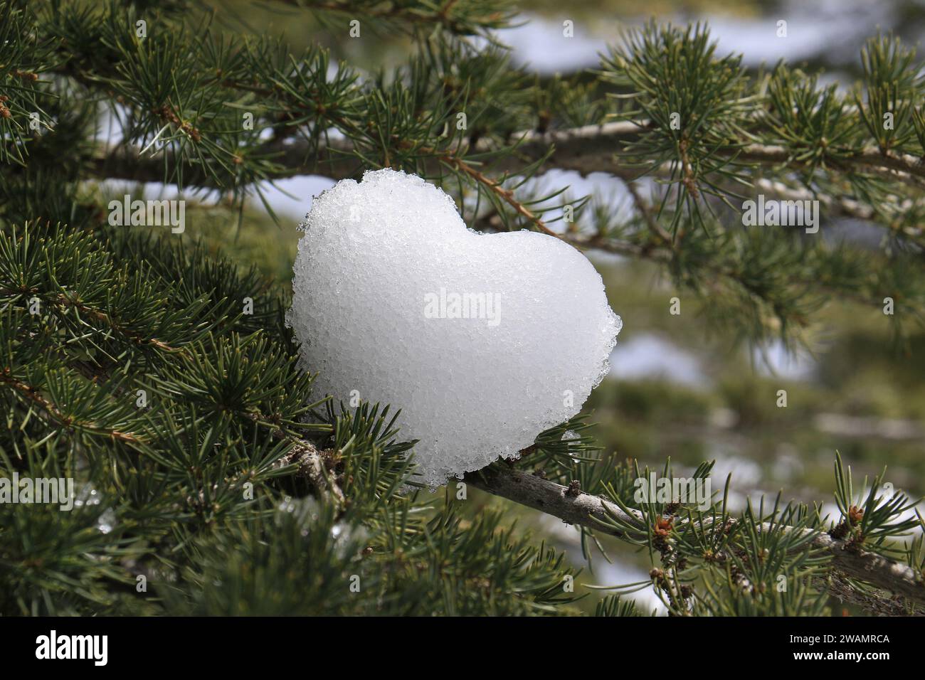 Heart snowball hi-res stock photography and images - Alamy