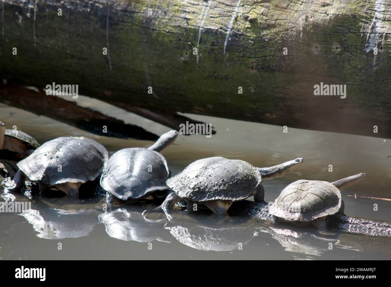Long neck turtle hi-res stock photography and images - Alamy