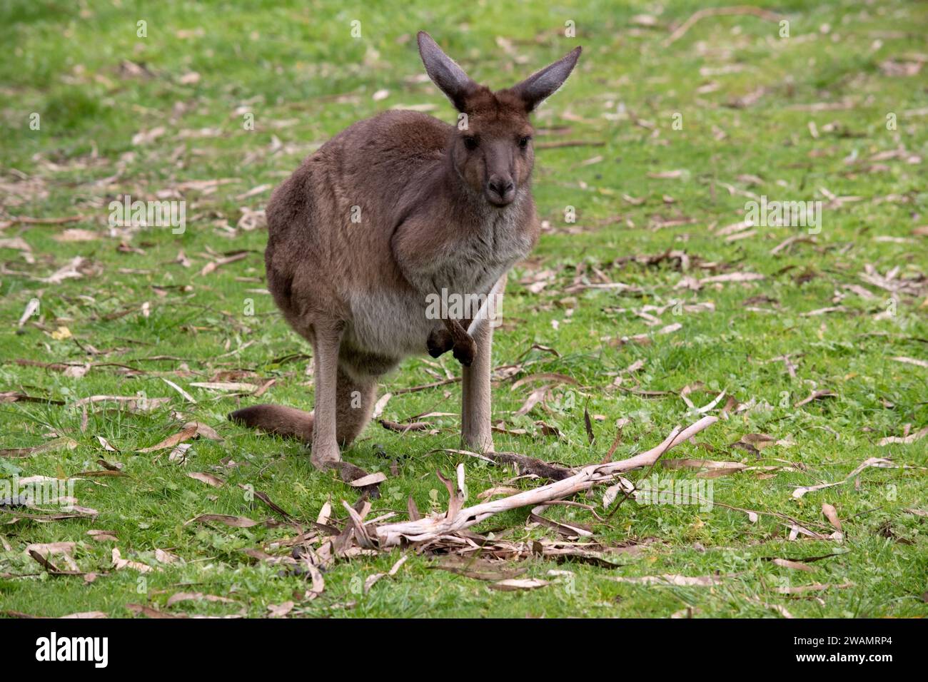 Western grey kangaroos have short hair, powerful hind legs, small ...