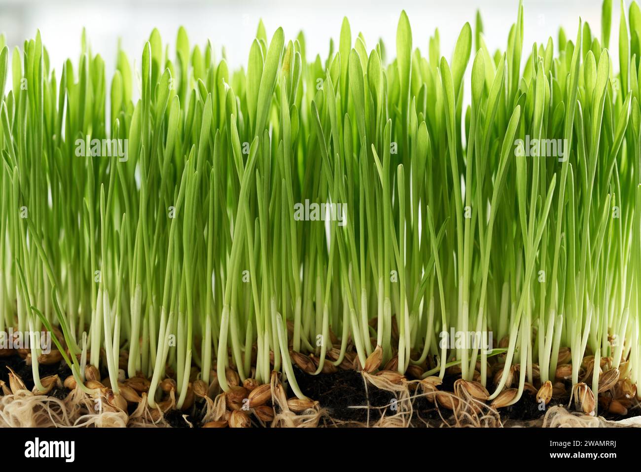 Fresh young green barley grass growing in soil, close up Stock Photo ...