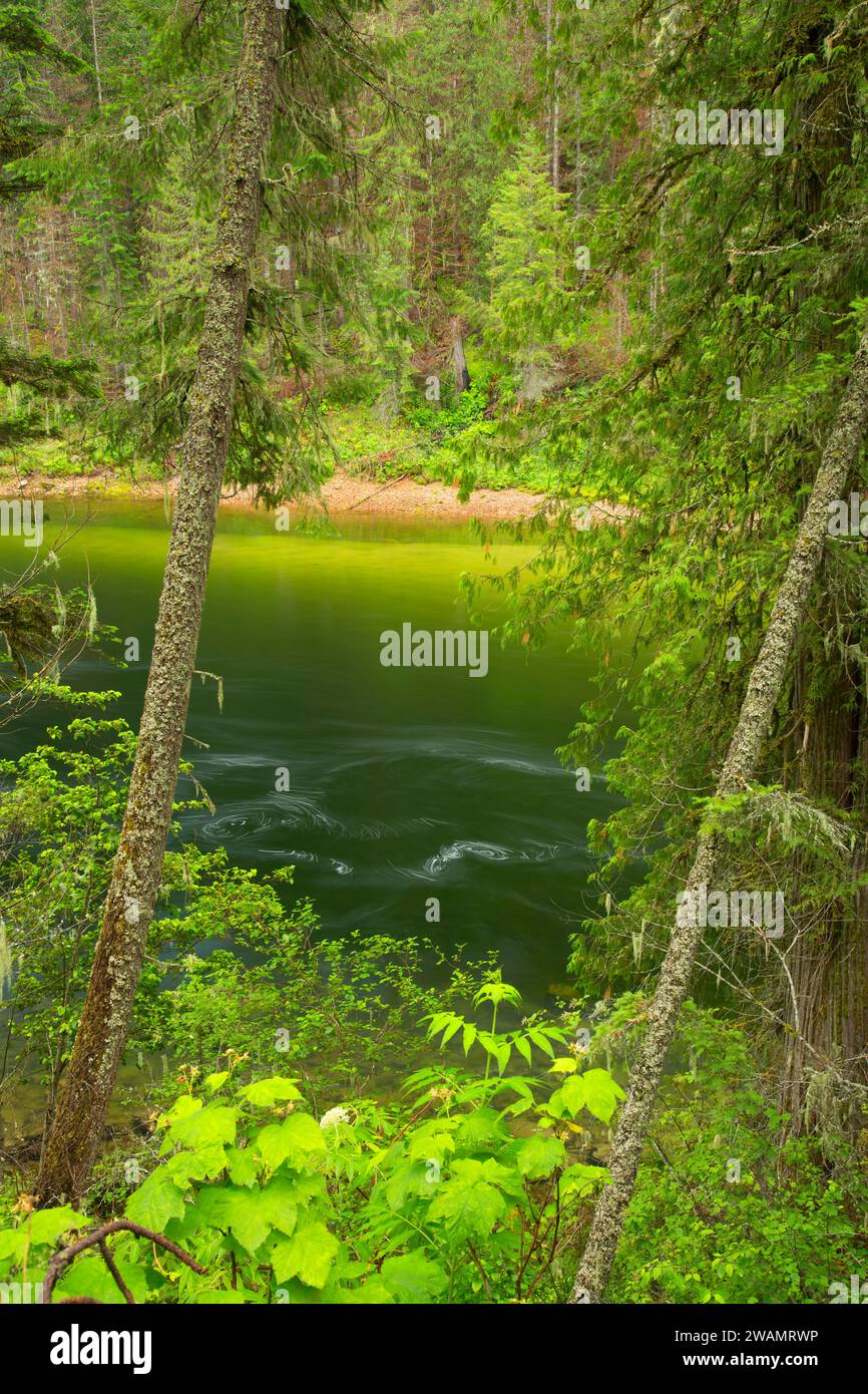 Selway River from Selway River Trail, Selway Wild and Scenic River, Nez ...