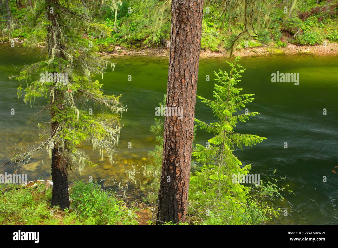 Selway River from Selway River Trail, Selway Wild and Scenic River, Nez ...