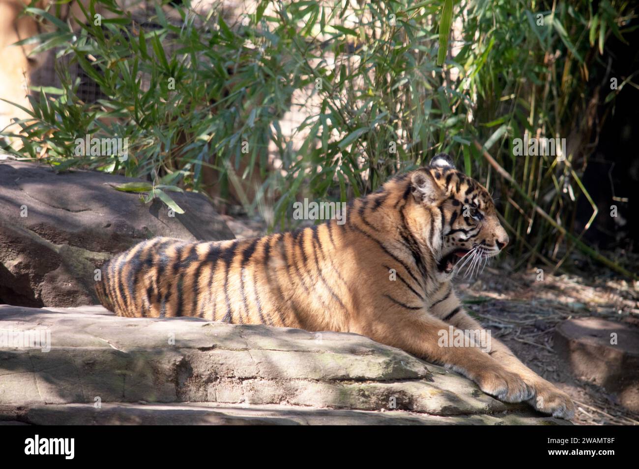 Young tigers have all their stripes and markings. They are learning to ...
