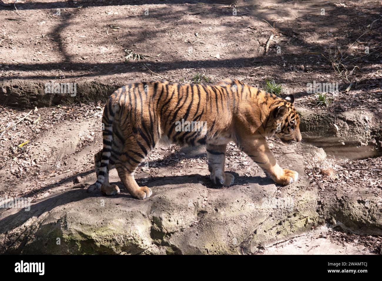 Young tigers have all their stripes and markings. They are learning to ...